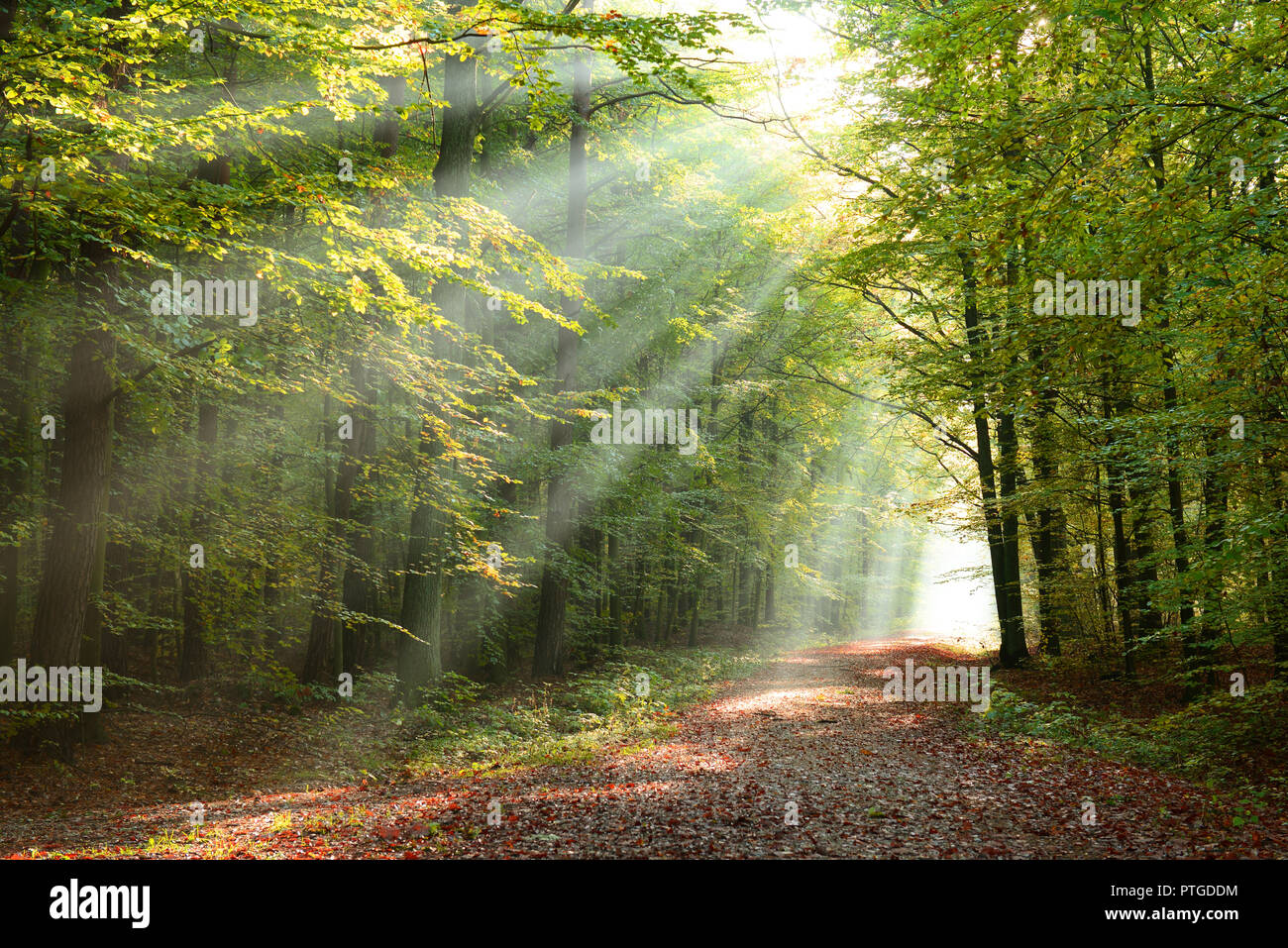 Morning in the forest Stock Photo - Alamy