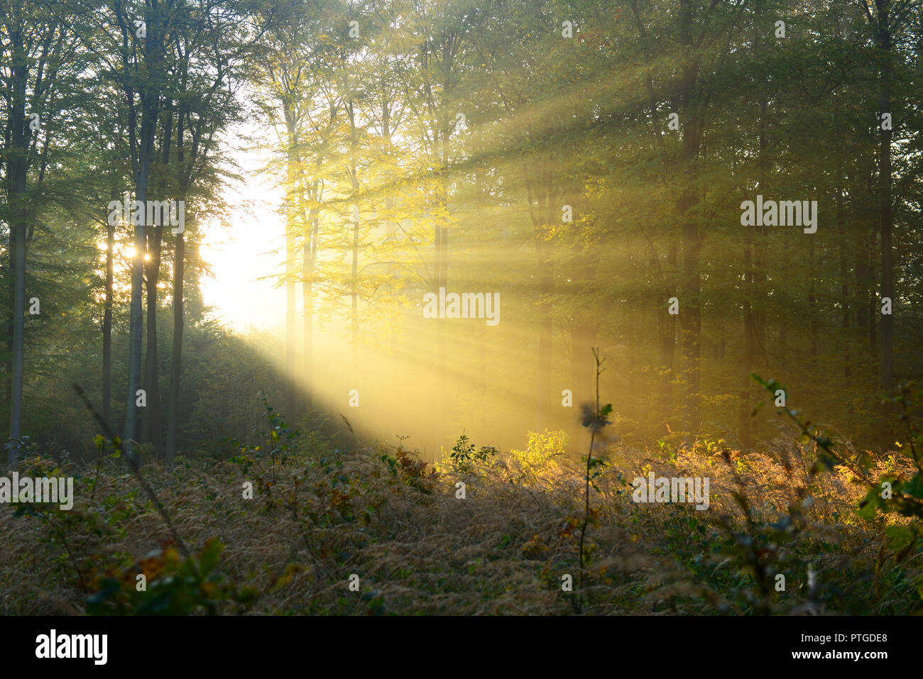 Morning in the forest Stock Photo - Alamy