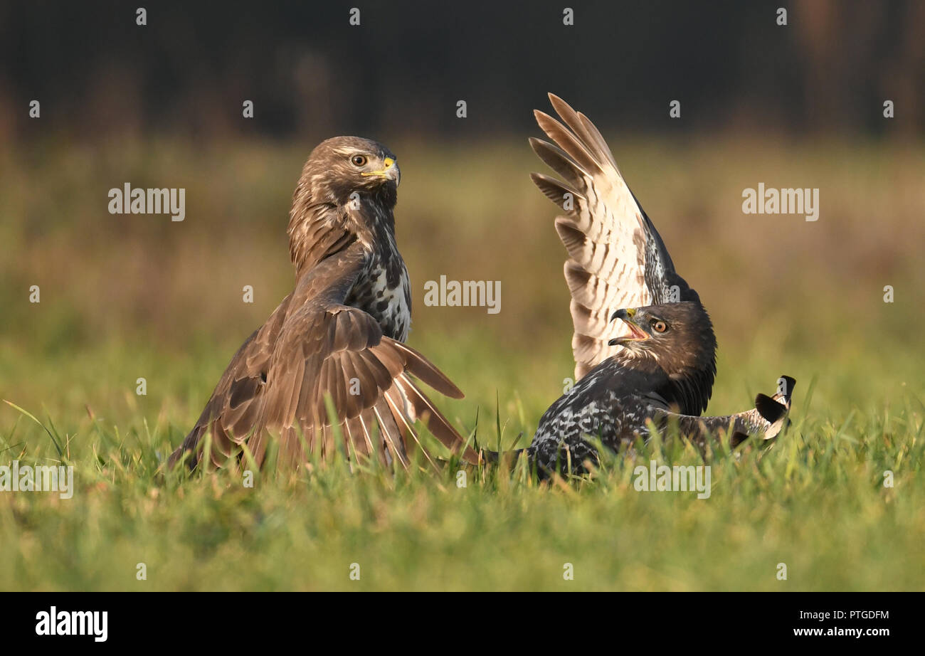 Male and female common buzzard hi-res stock photography and images - Alamy