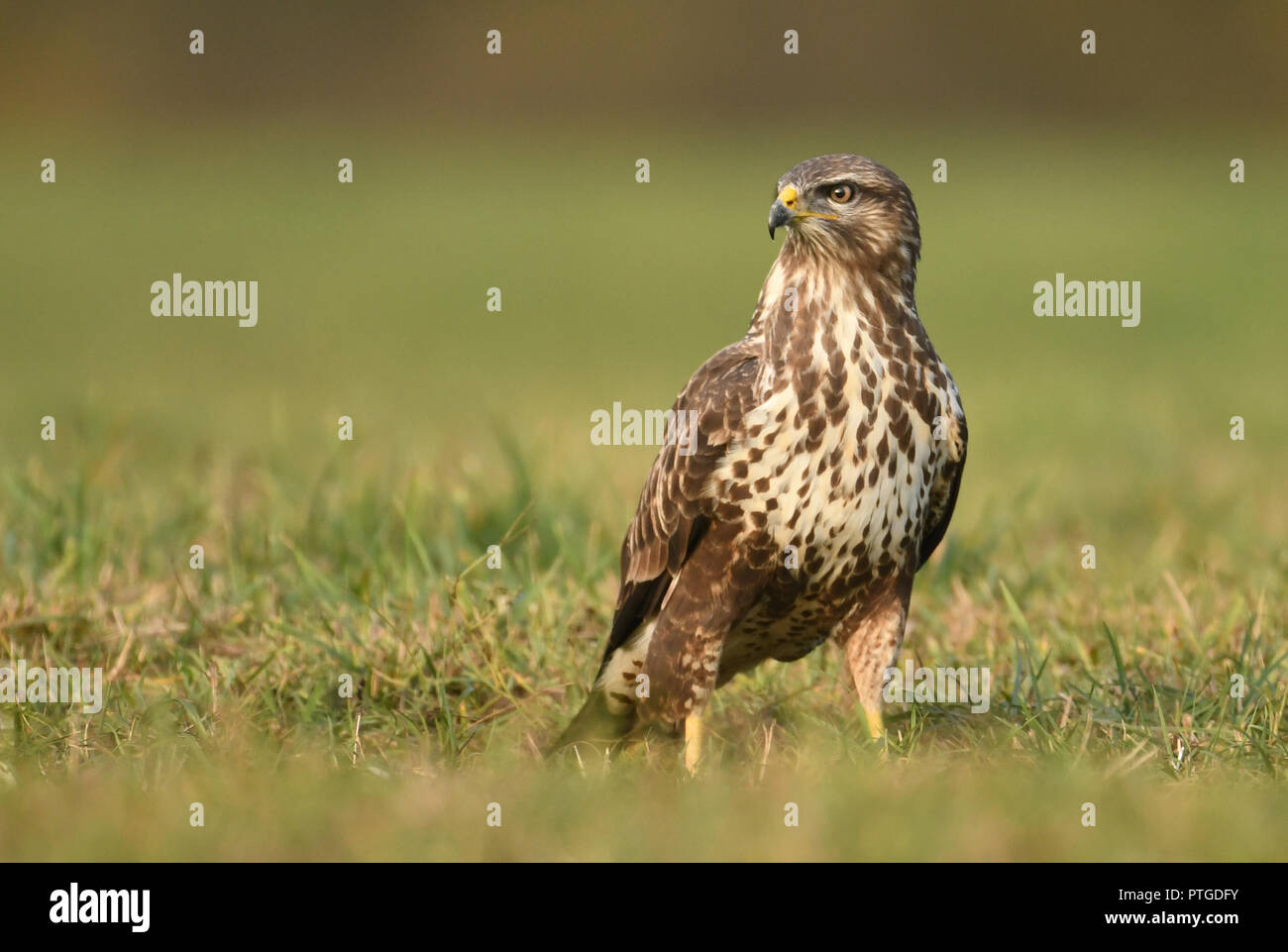 Wild male common buzzard hi-res stock photography and images - Alamy