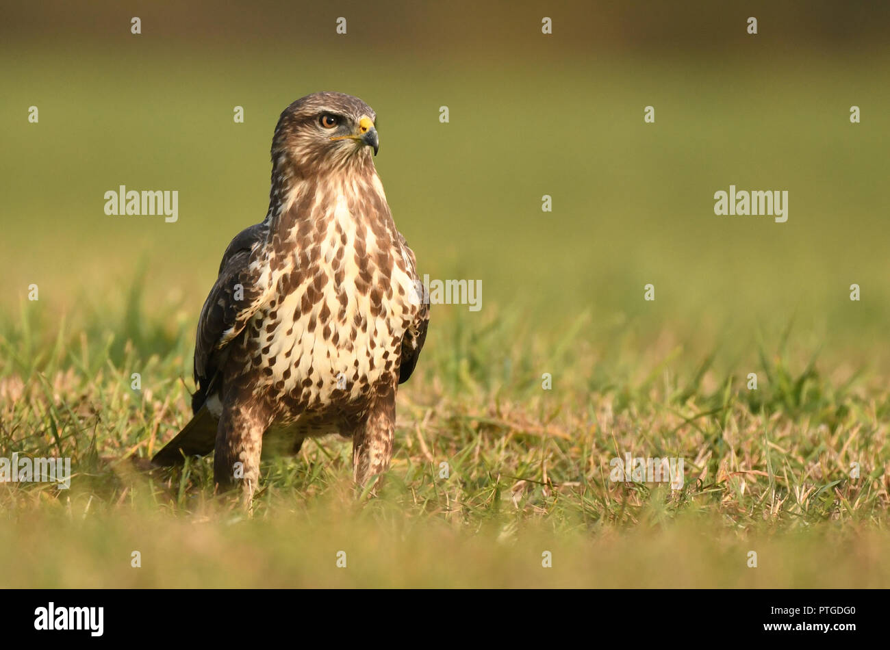 Male and female common buzzard hi-res stock photography and images - Alamy