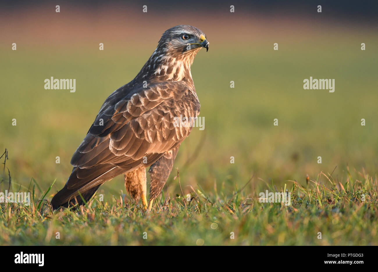 Male and female common buzzard hi-res stock photography and images - Alamy