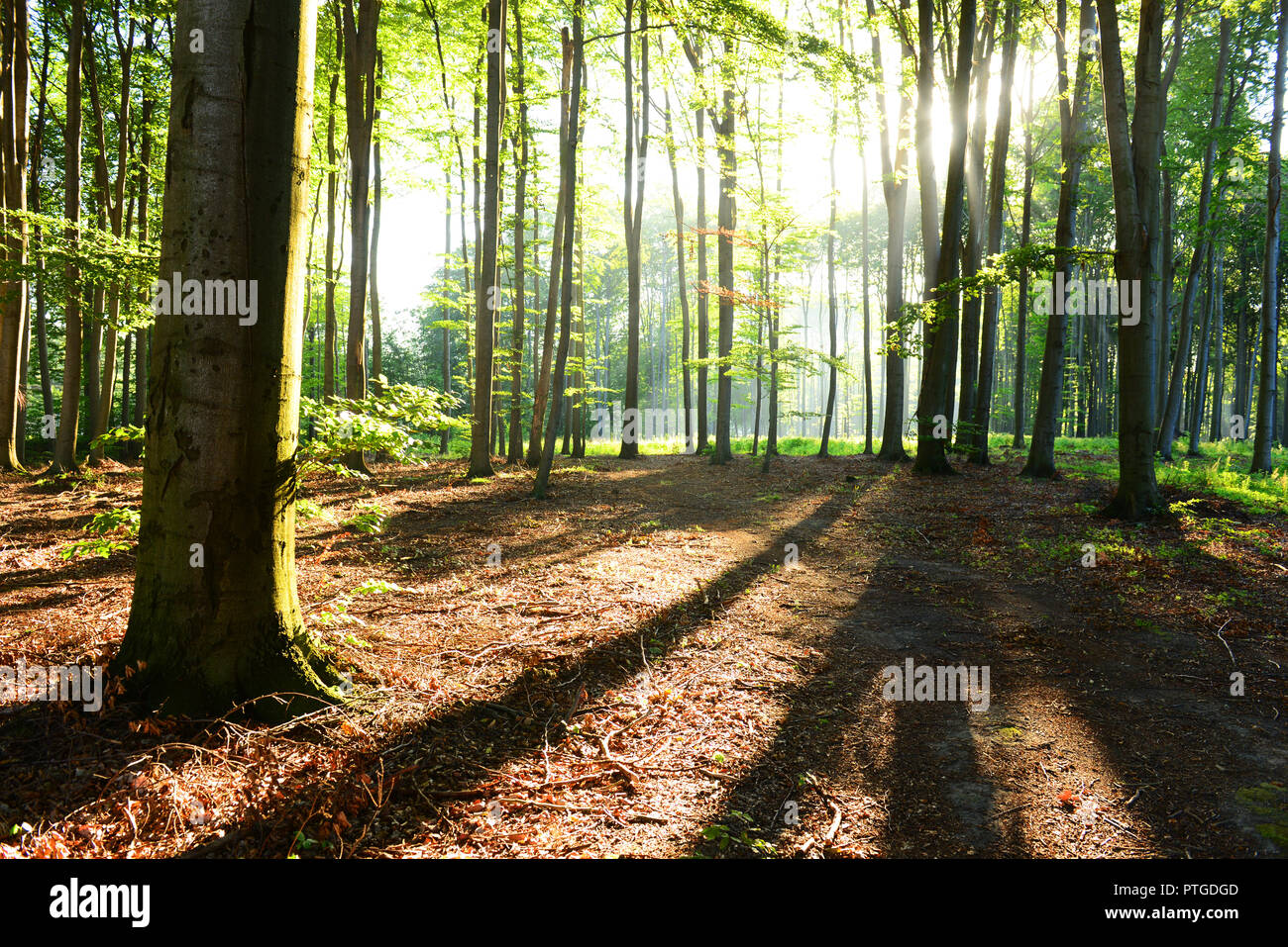 Morning in the forest Stock Photo - Alamy