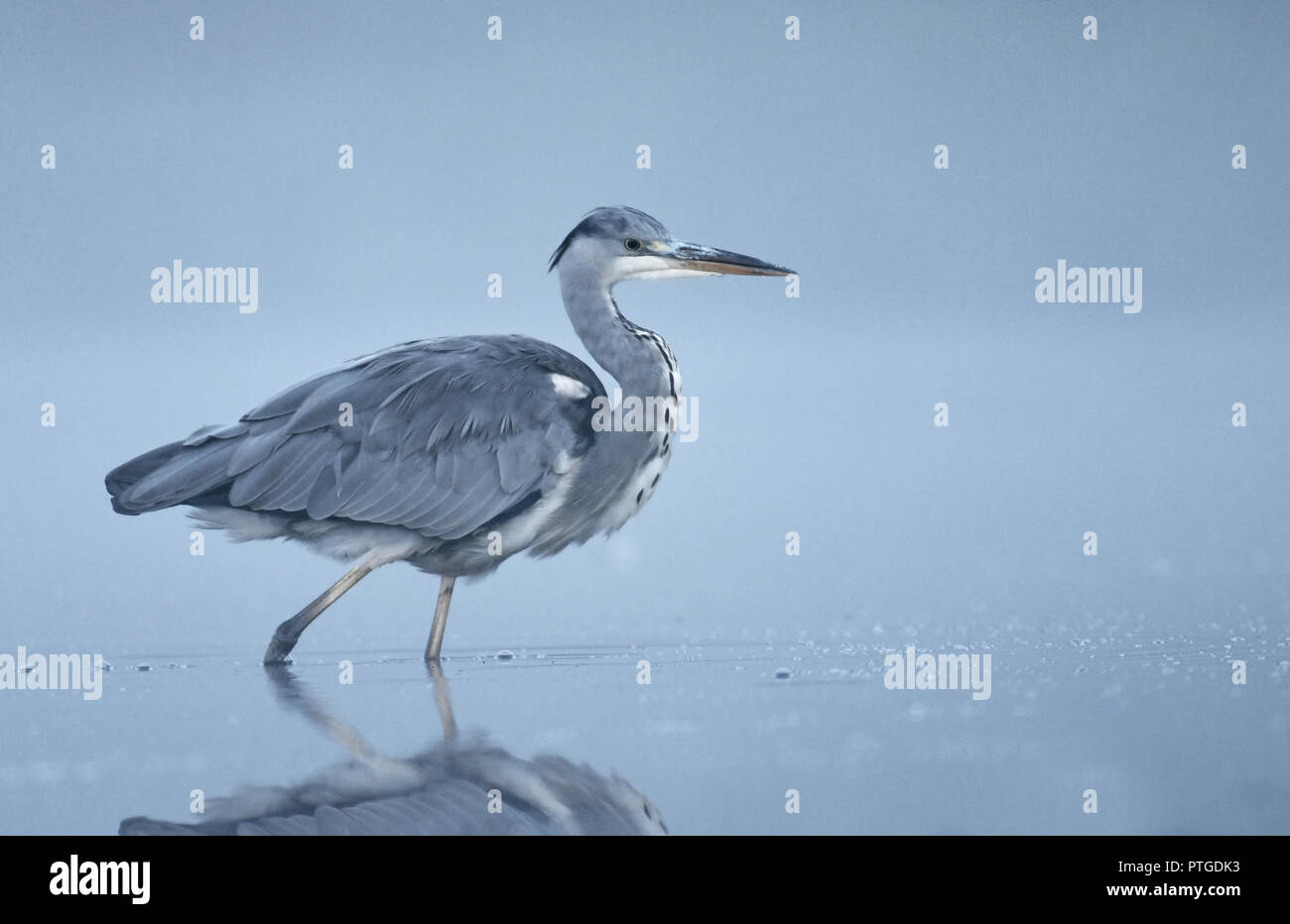 Grey heron (Ardea cinerea) in the mist Stock Photo - Alamy