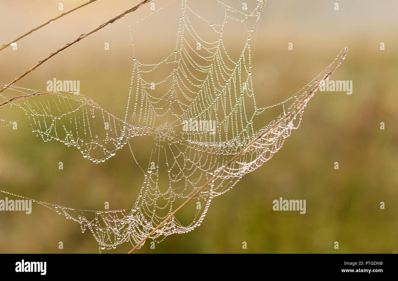 Droplets on spider web Stock Photo - Alamy