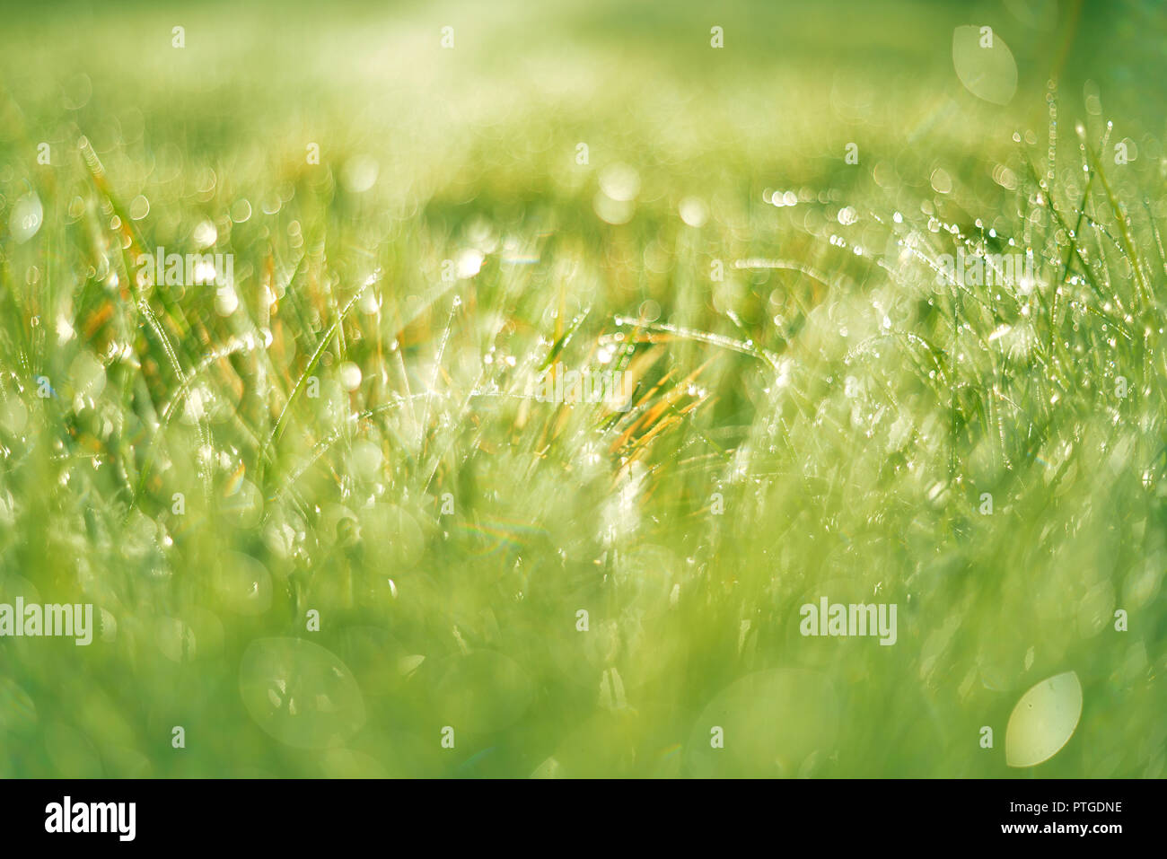 Wet grass background Stock Photo - Alamy