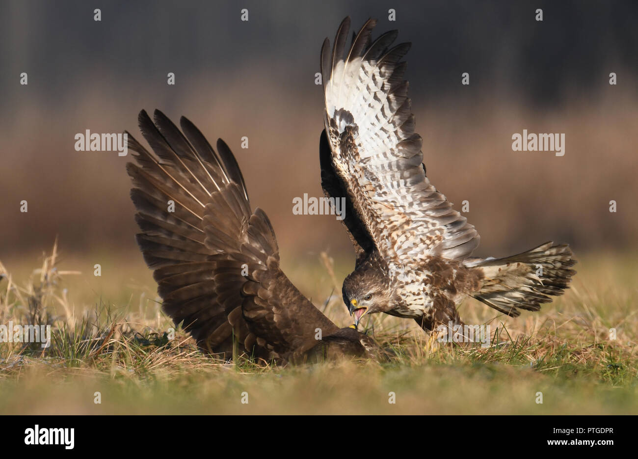 Male and female buzzards hi-res stock photography and images - Alamy