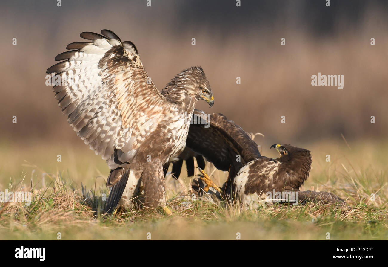 Young buzzards hi-res stock photography and images - Alamy