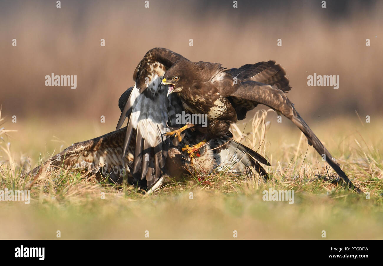 Female buzzards hi-res stock photography and images - Alamy