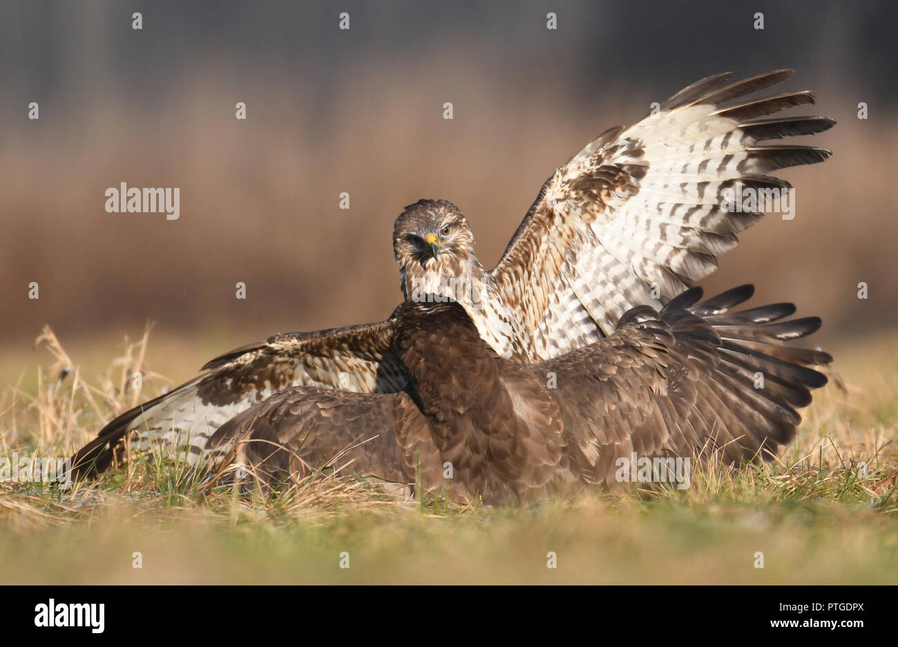 Female buzzards hi-res stock photography and images - Alamy