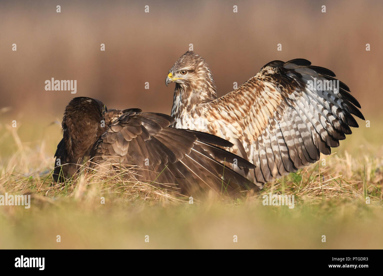 Female buzzards hi-res stock photography and images - Alamy