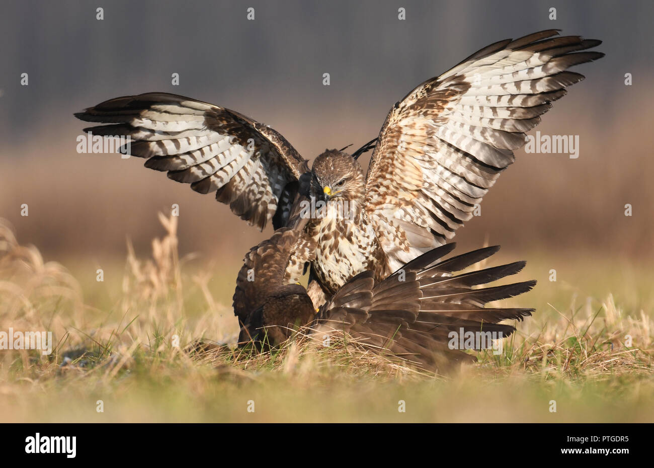 Male and female buzzards hi-res stock photography and images - Alamy