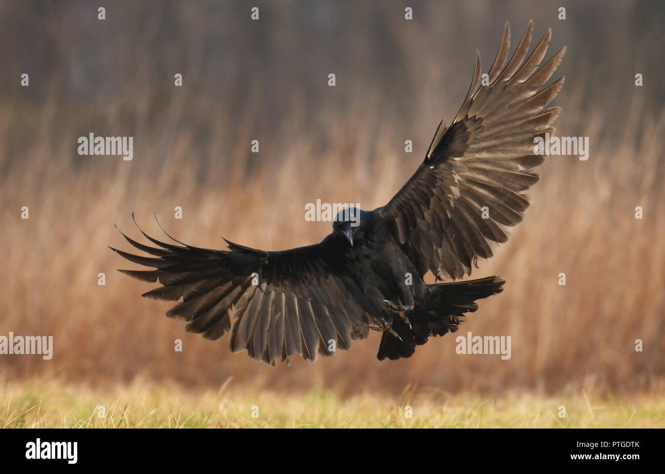 Common Raven (Corvus corax Stock Photo - Alamy