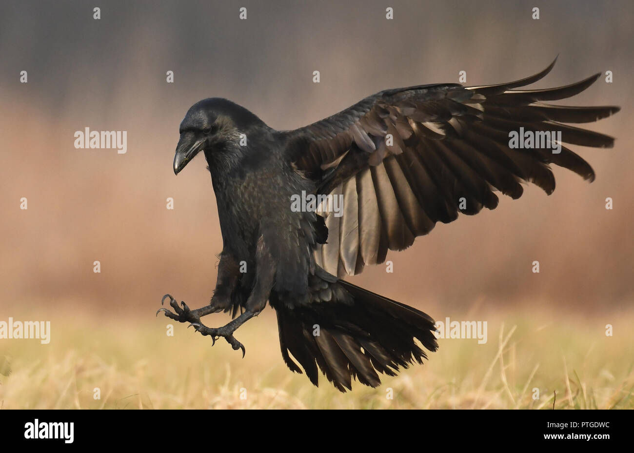 Crow landing on field hi-res stock photography and images - Alamy