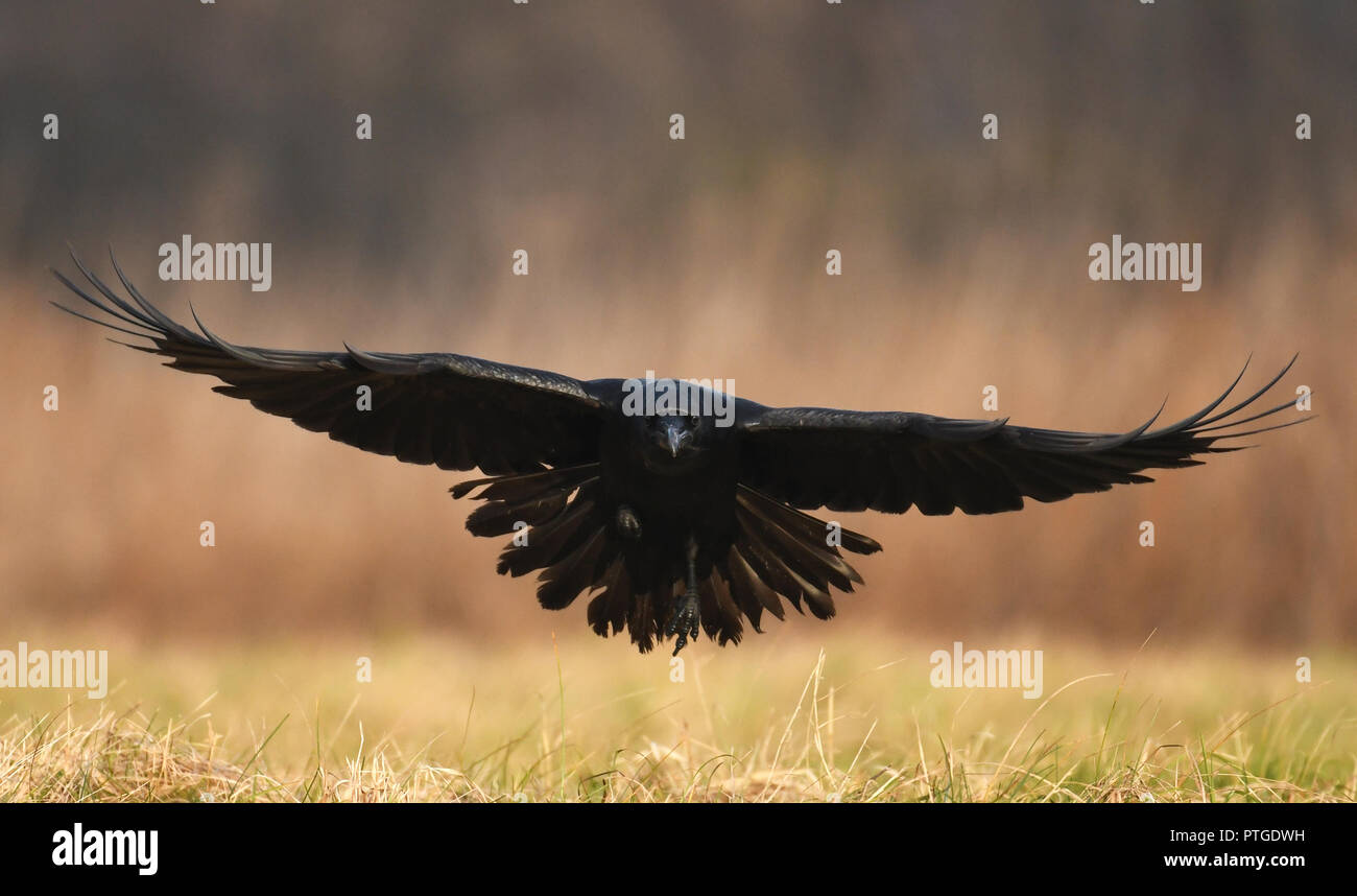 Common Raven (Corvus corax Stock Photo - Alamy