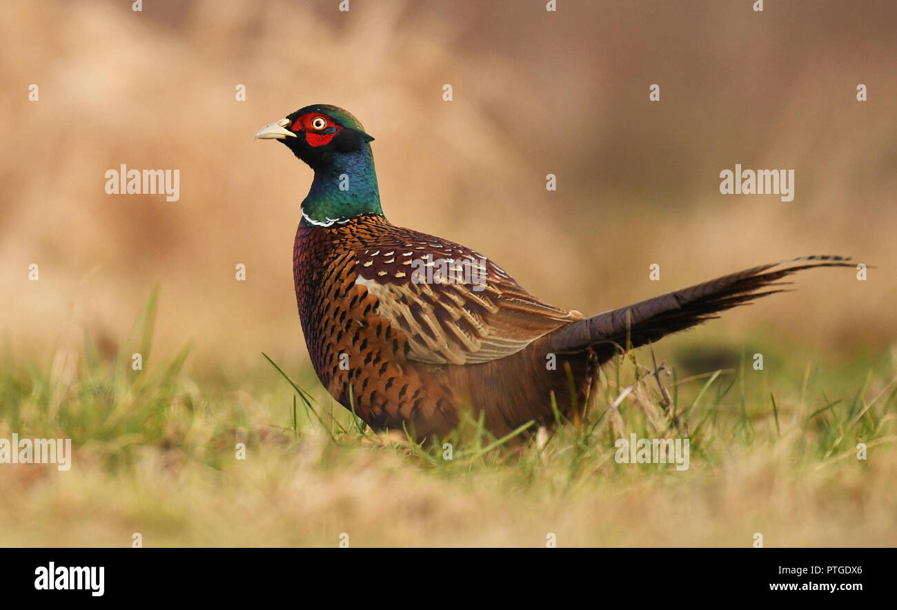 Ringneck Pheasant (Phasianus colchicus Stock Photo - Alamy