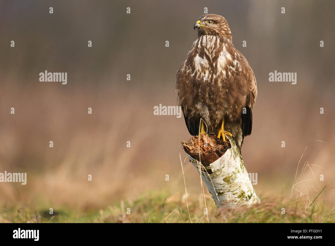 Common buzzard (Buteo buteo Stock Photo - Alamy