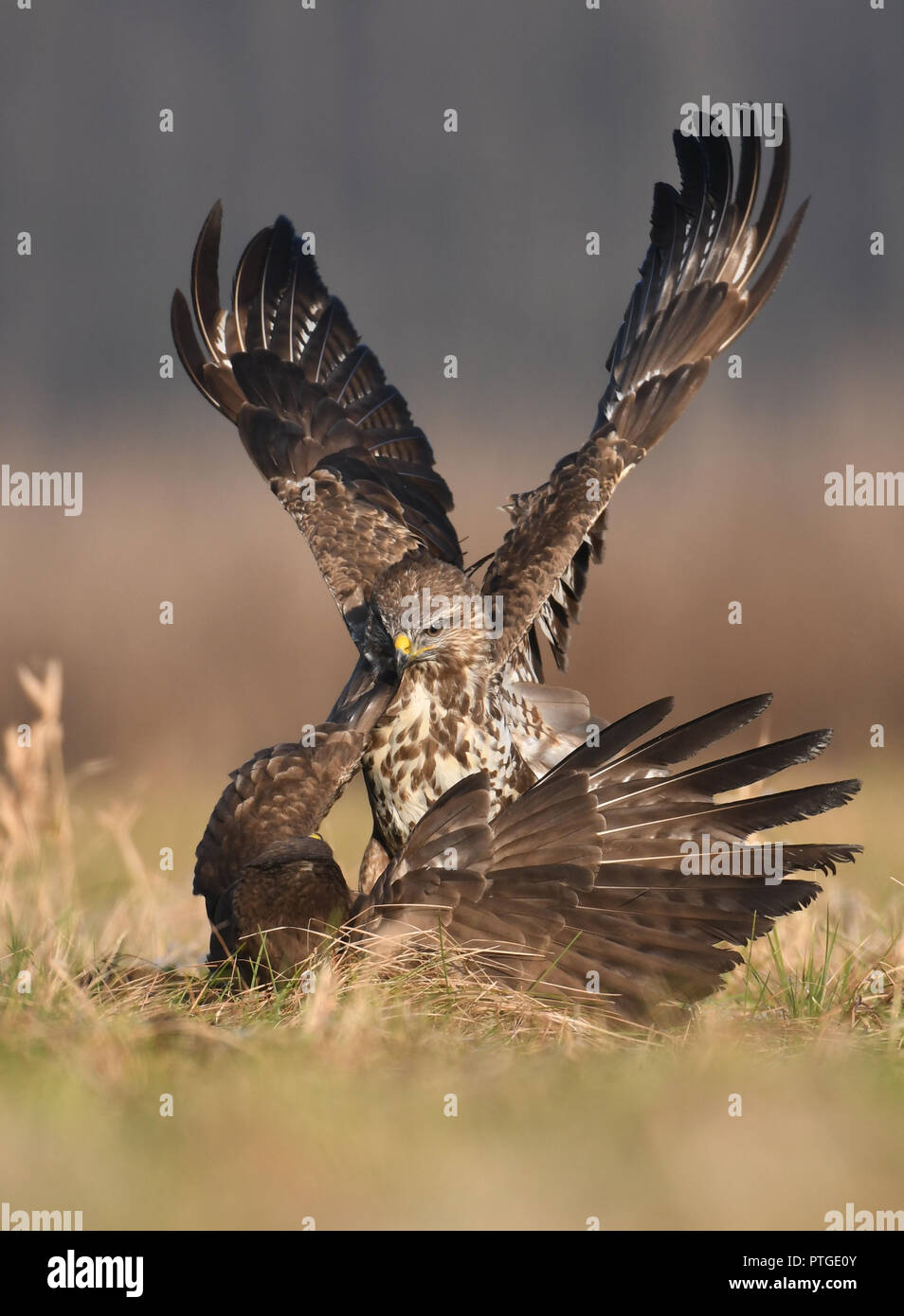 Wild male common buzzard hi-res stock photography and images - Alamy