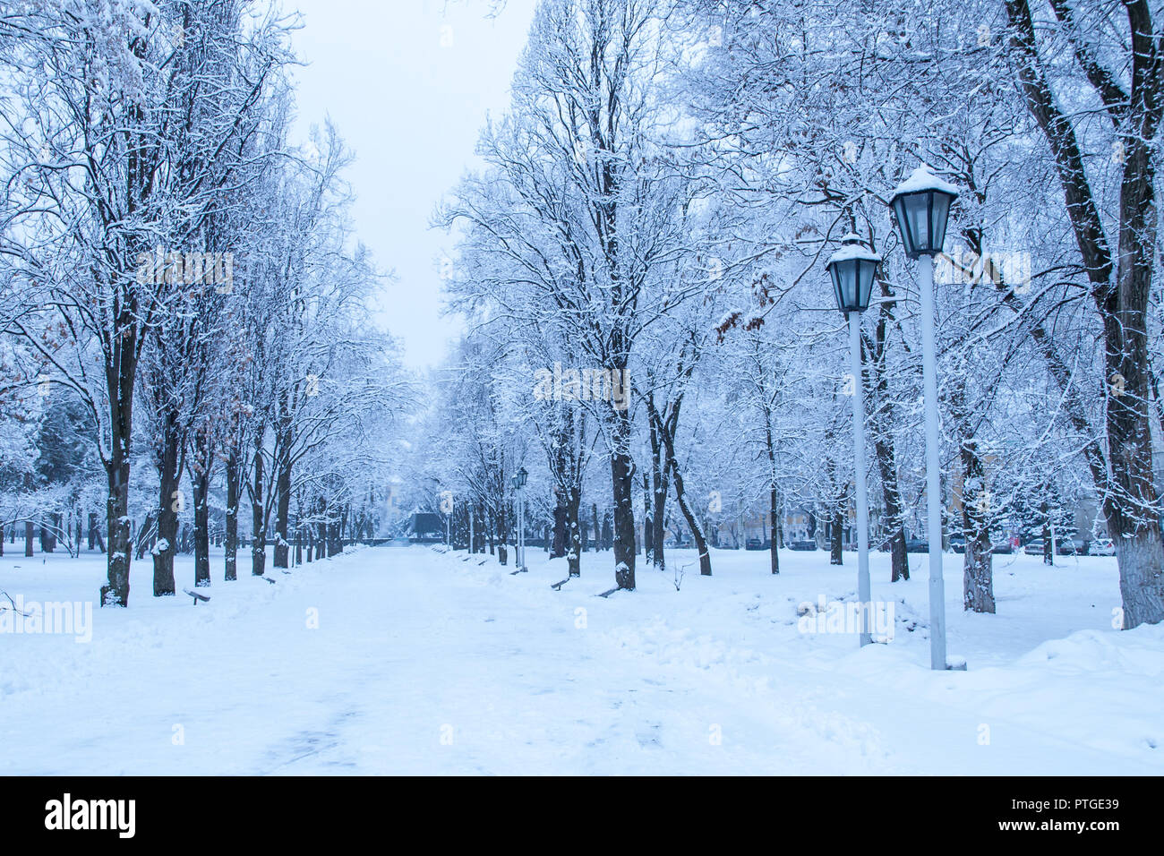 Amazing view of alley with trees covered by snow in winter city park ...