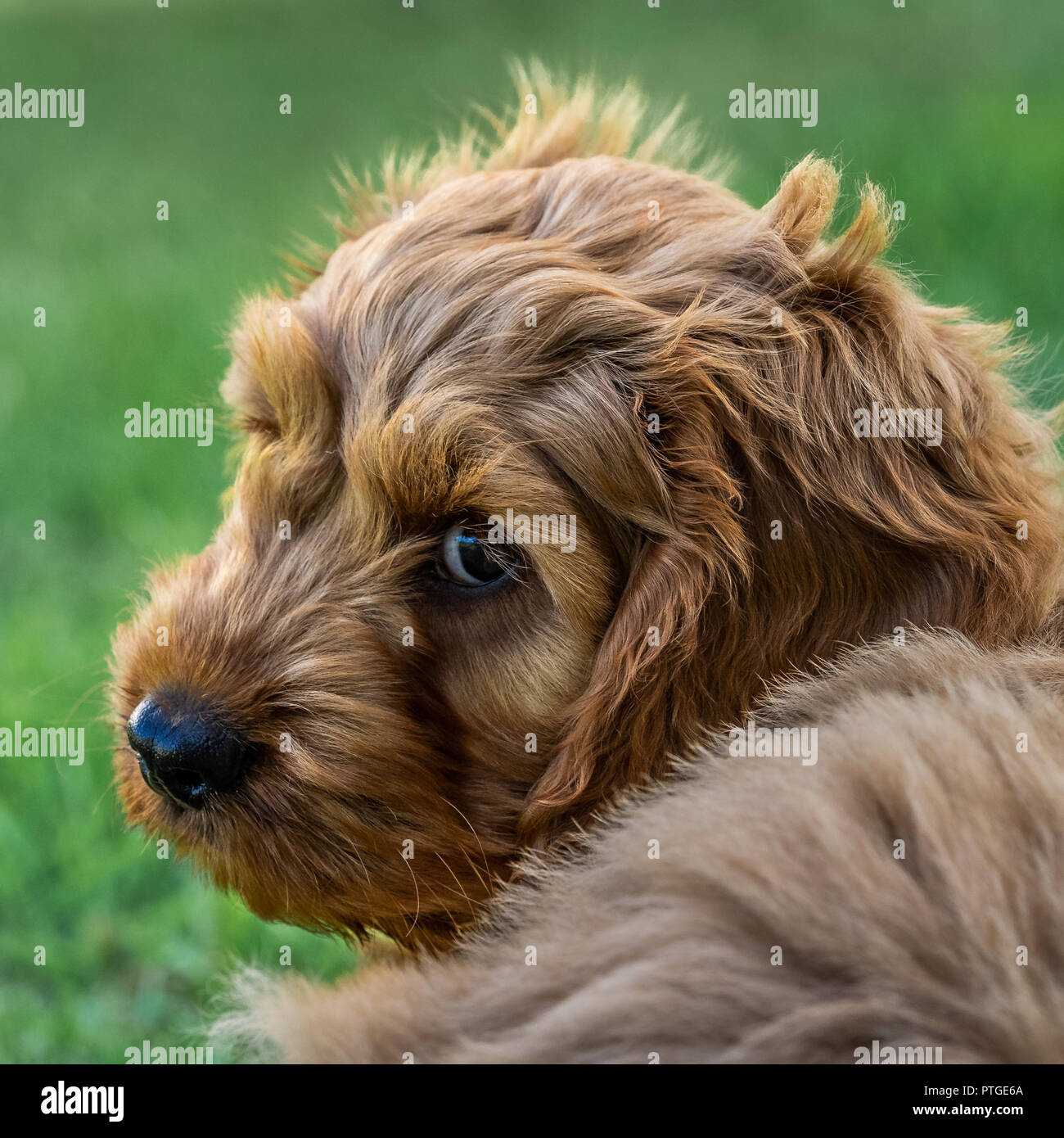 Cockapoo cute hi-res stock photography and images - Alamy