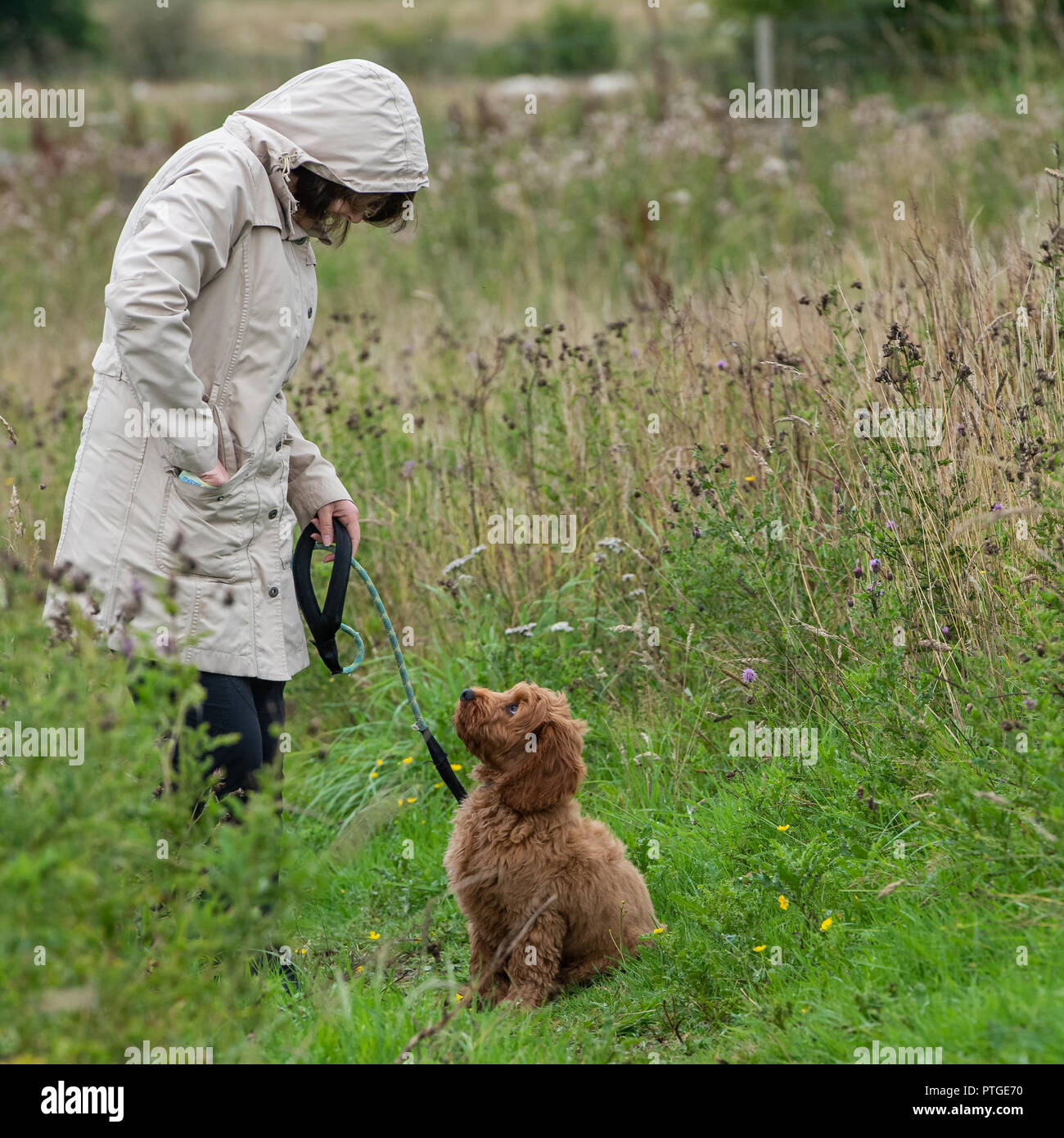A young cockapoo puppy sitting in a field waiting to get a treat from ...