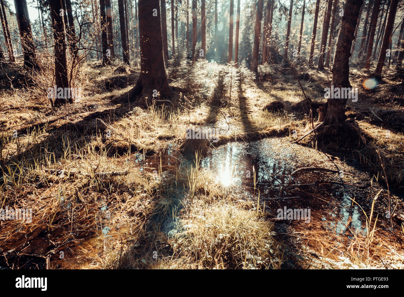 Sunshine in the coniferous forest, the forest floor and the swamp Stock ...