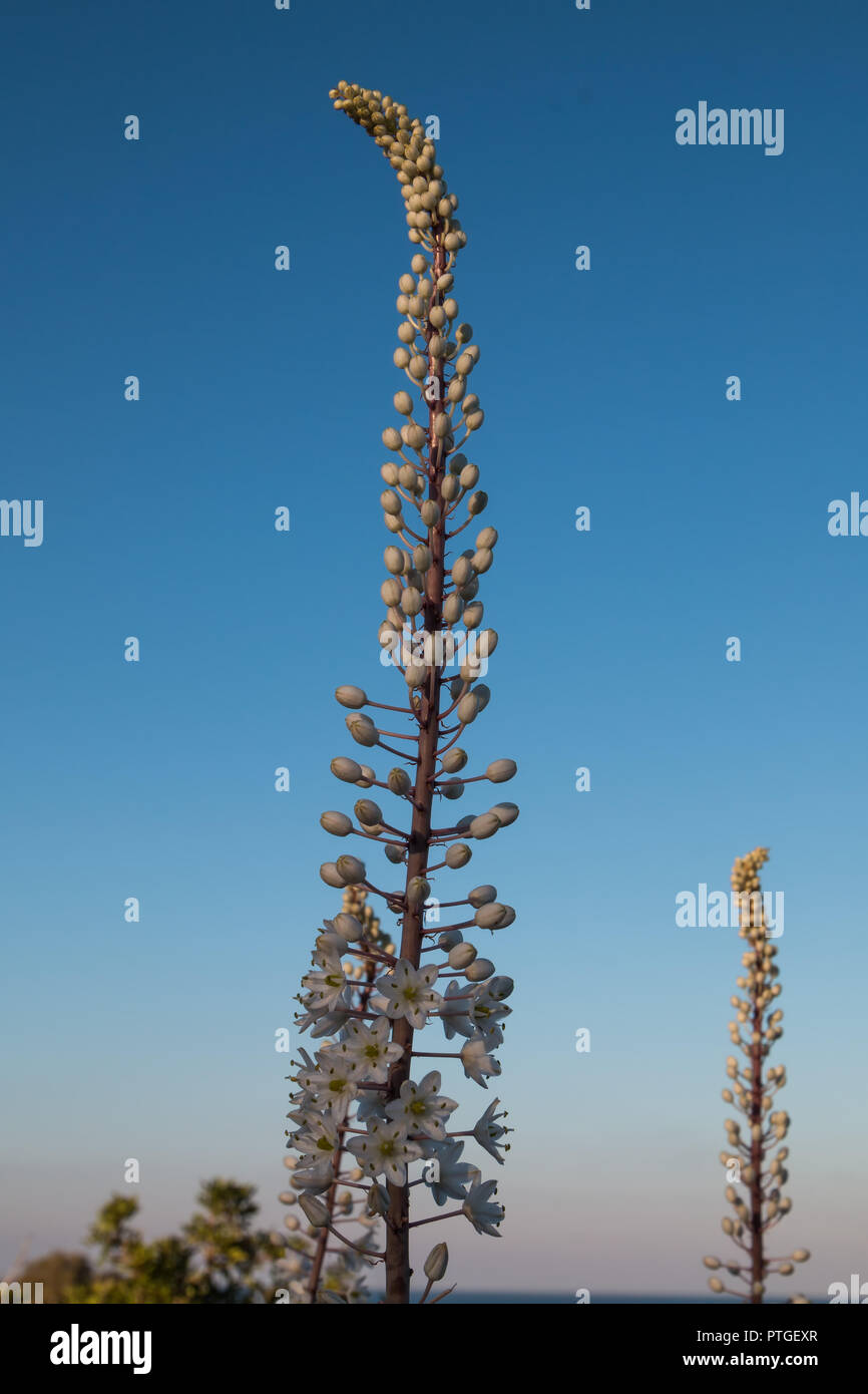 Crete Wild Flowers High Resolution Stock Photography and Images - Alamy