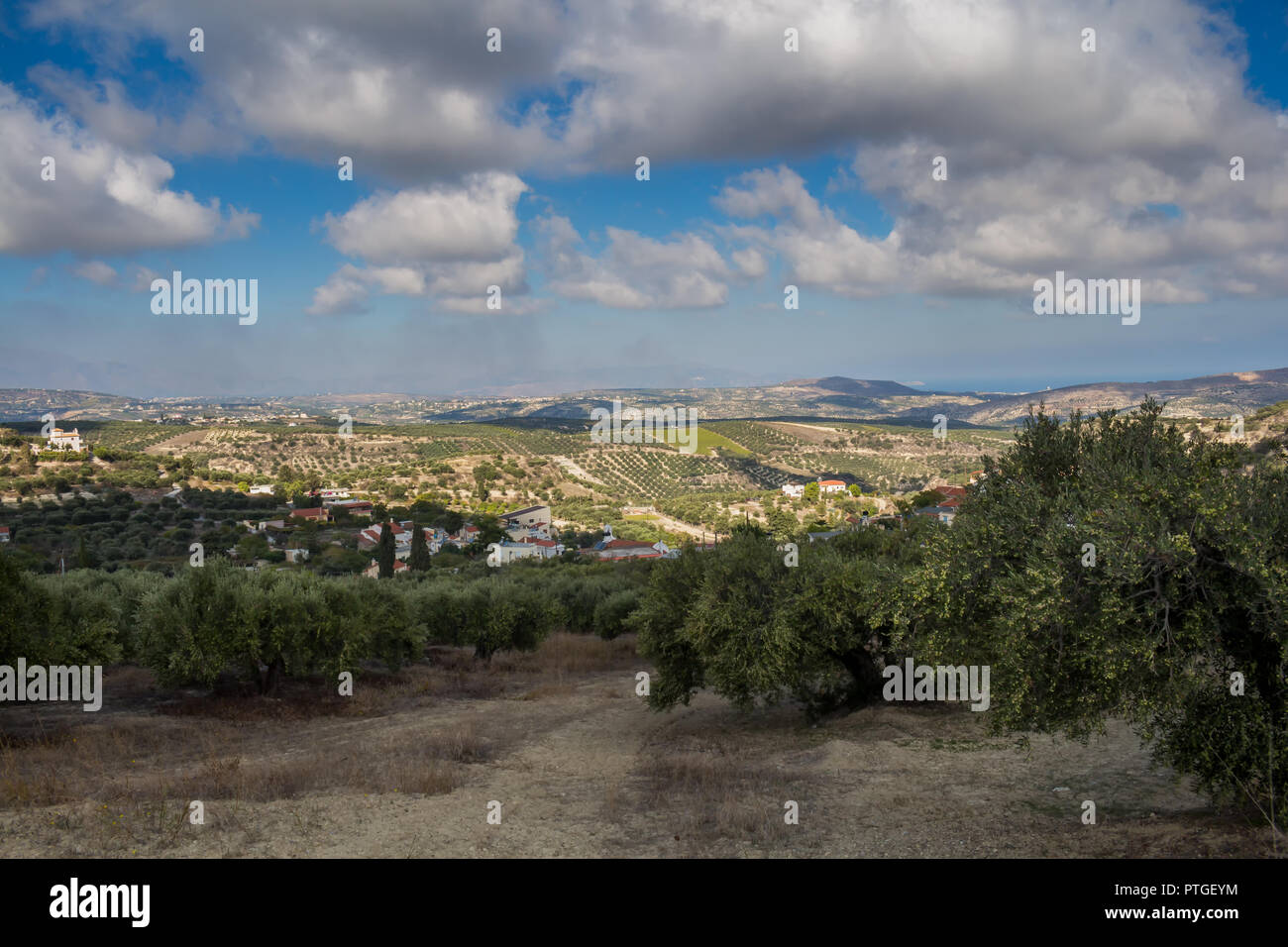 View on an olive field and other fields in the background, located in ...