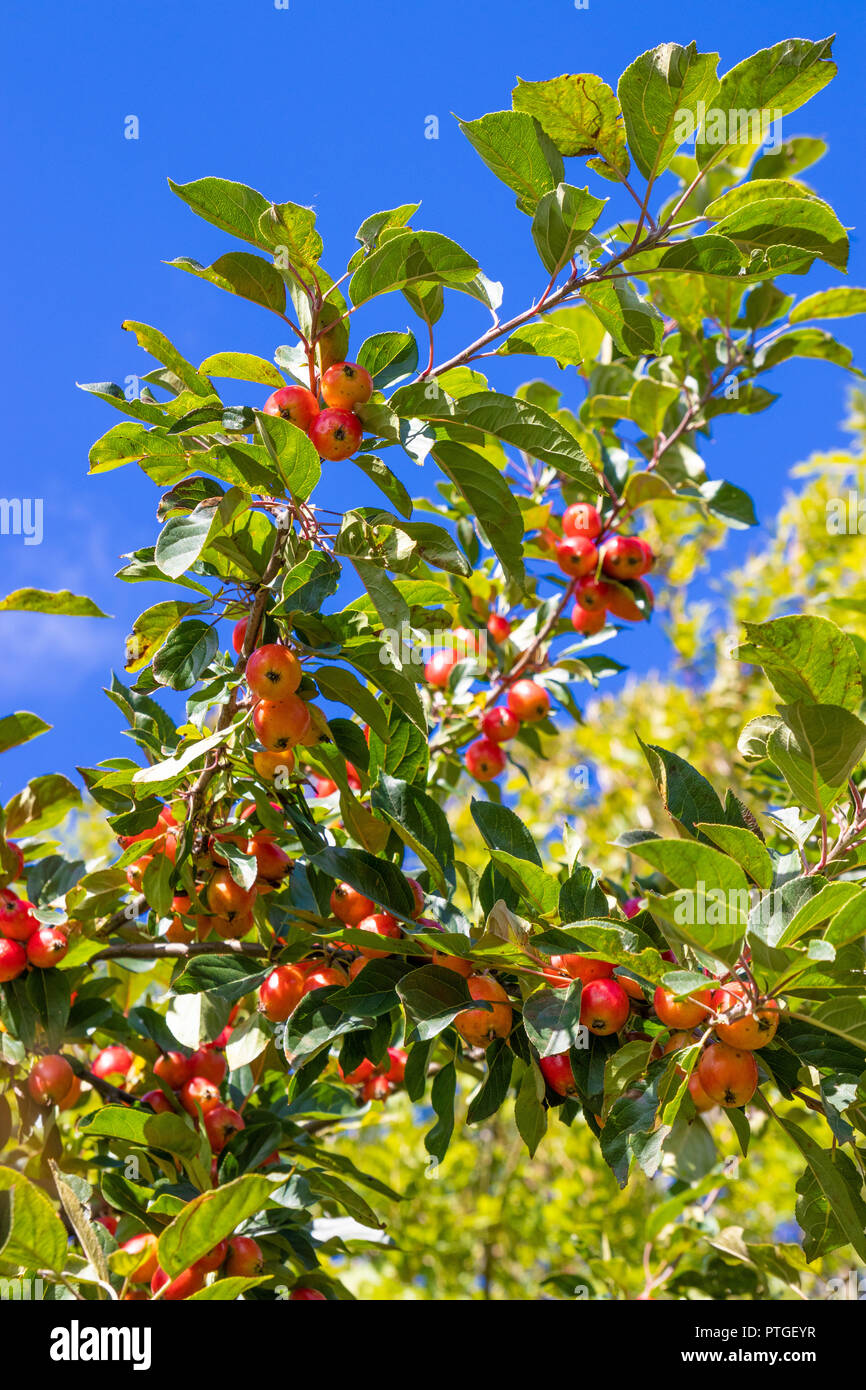 Crab apples tree uk hi-res stock photography and images - Alamy