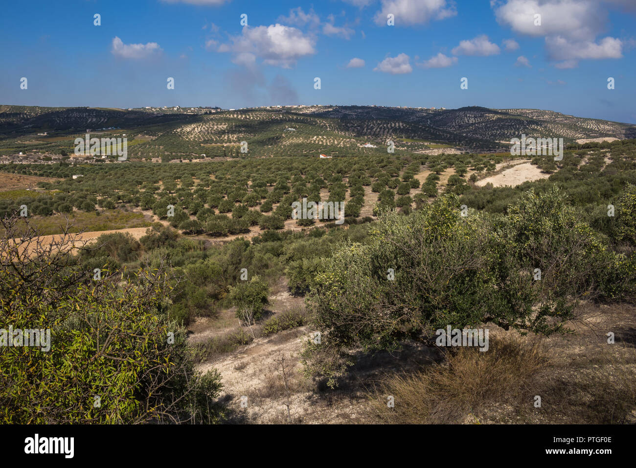 View on an olive field and other fields in the background, located in ...