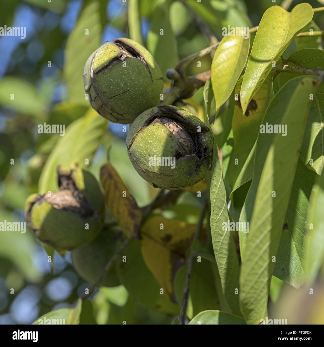 Cracking walnut fruits on the branch shown in close-up. Juglans regia ...