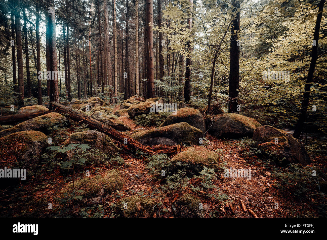 Leafy woodland hi-res stock photography and images - Alamy