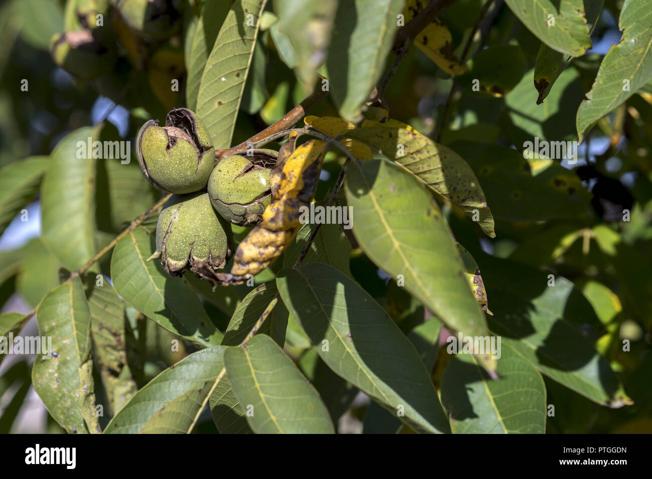 Cracking walnut fruits on the branch shown in close-up. Juglans regia ...