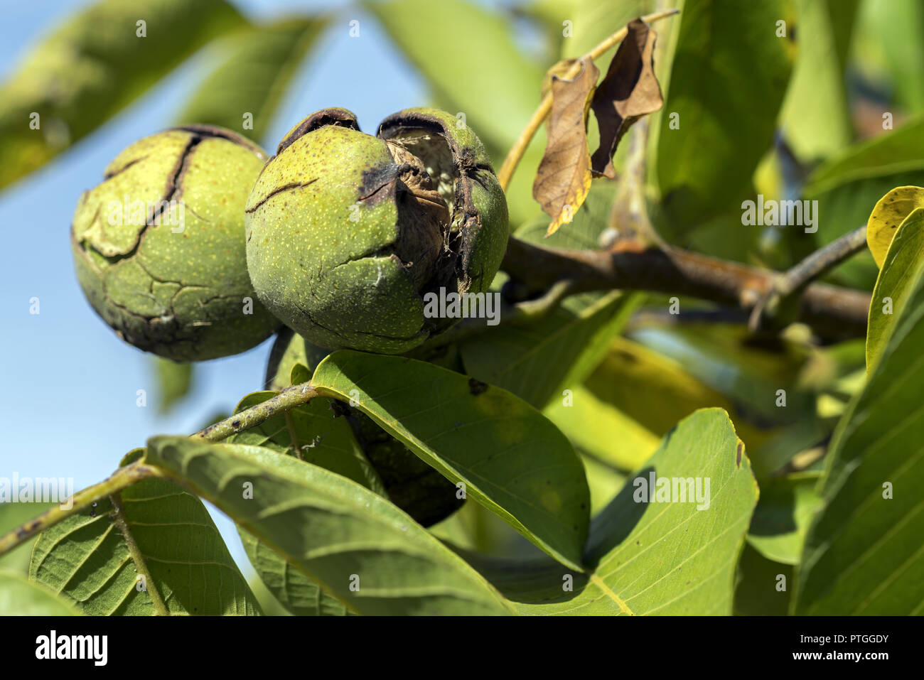 Cracking walnut fruits on the branch shown in close-up. Juglans regia ...