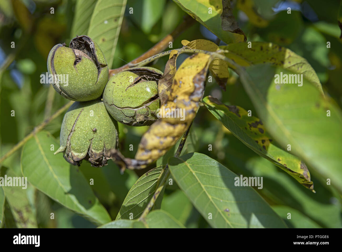 Cracking walnut fruits on the branch shown in close-up. Juglans regia ...