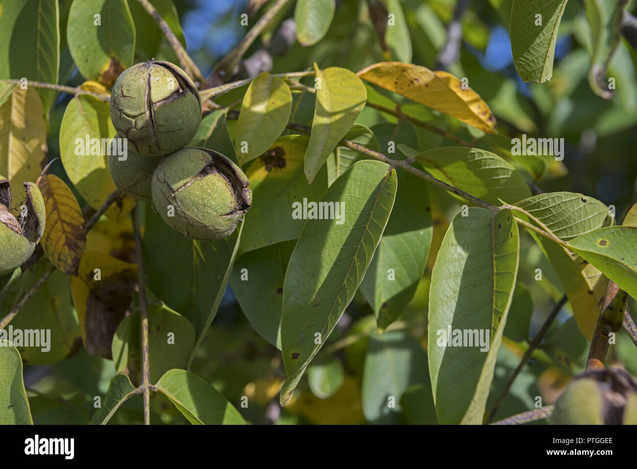 Cracking walnut fruits on the branch shown in close-up. Juglans regia ...