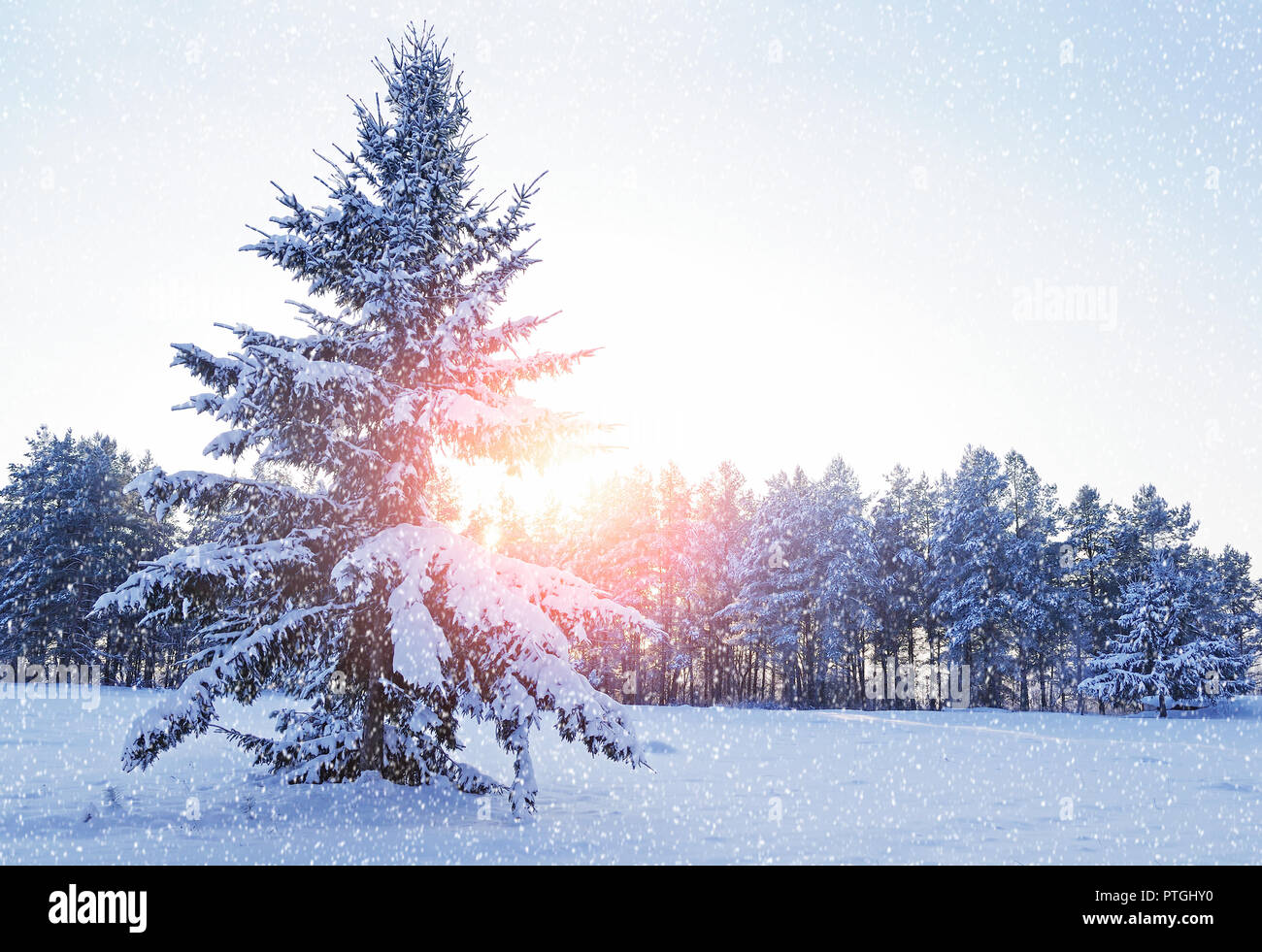 Fir Tree Branches High Resolution Stock Photography and Images - Alamy