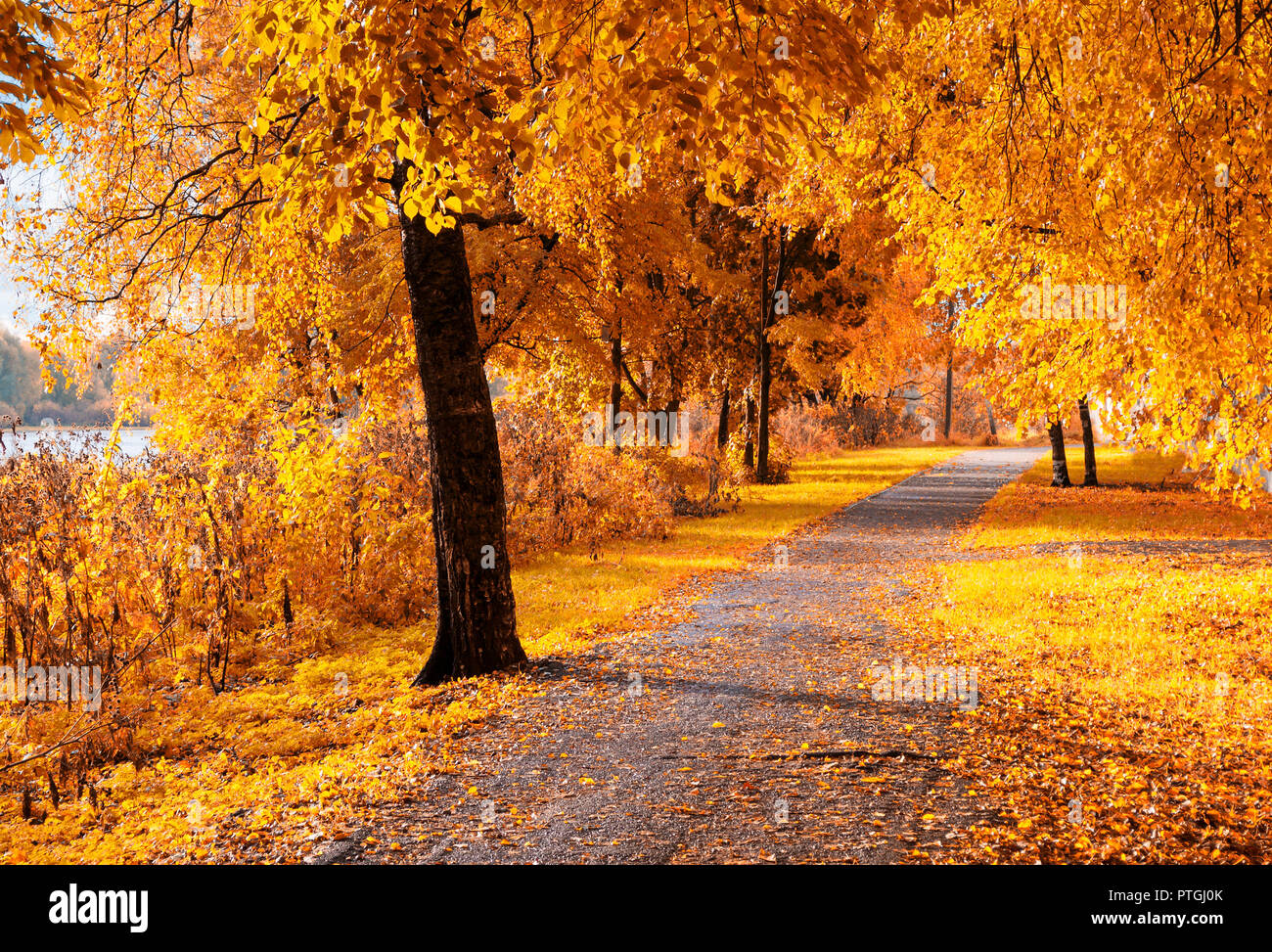 Windows Autumn Trees Wallpaper