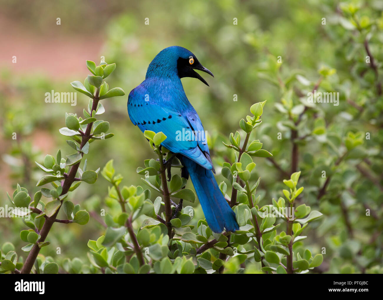 Blue starling africa hi-res stock photography and images - Alamy