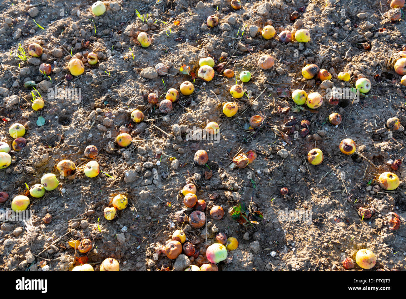 Poison Apple Tree High Resolution Stock Photography and Images - Alamy