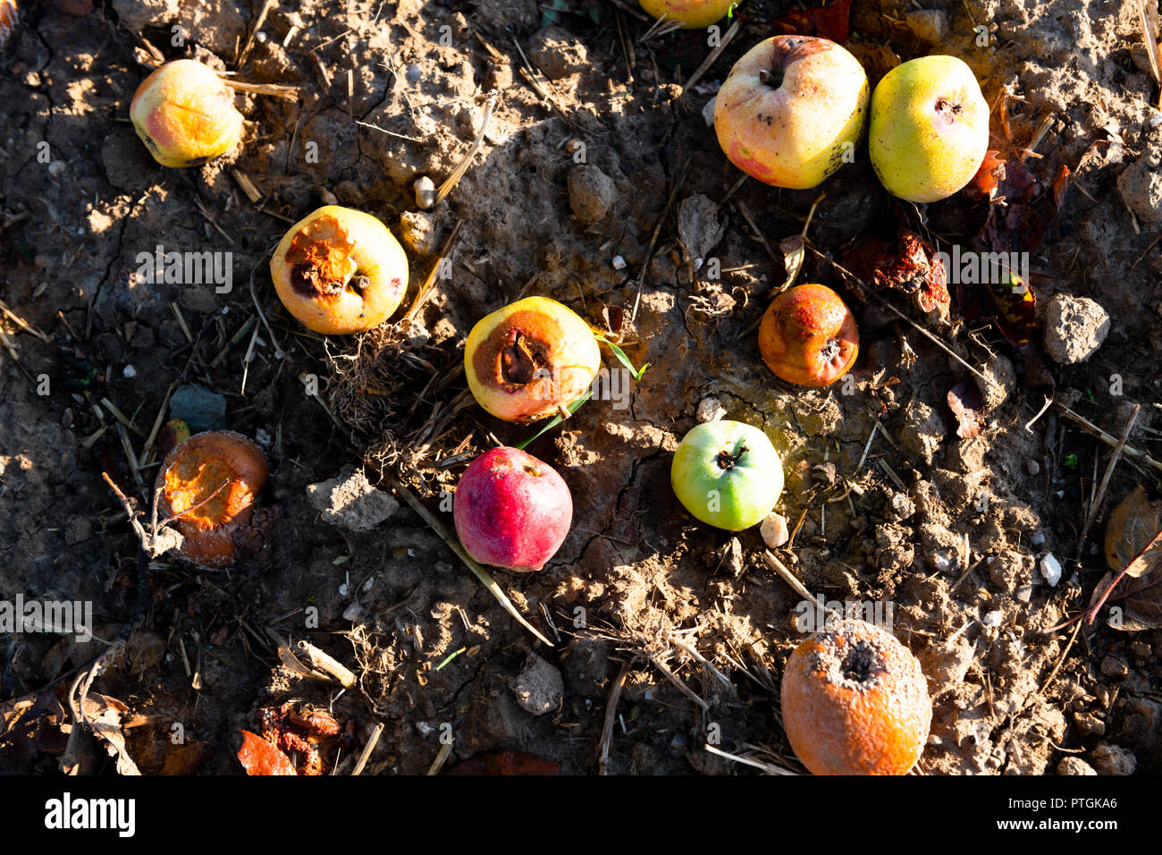 Old fallen apples on the ground hi-res stock photography and images - Alamy