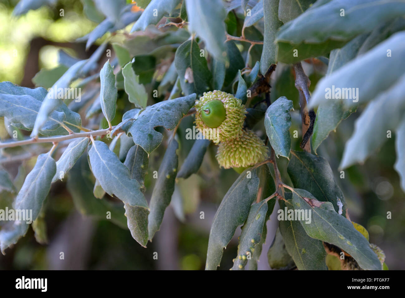 young acorns of a cork oak view through the green leaves, green acorns on quercus suber tree in ...