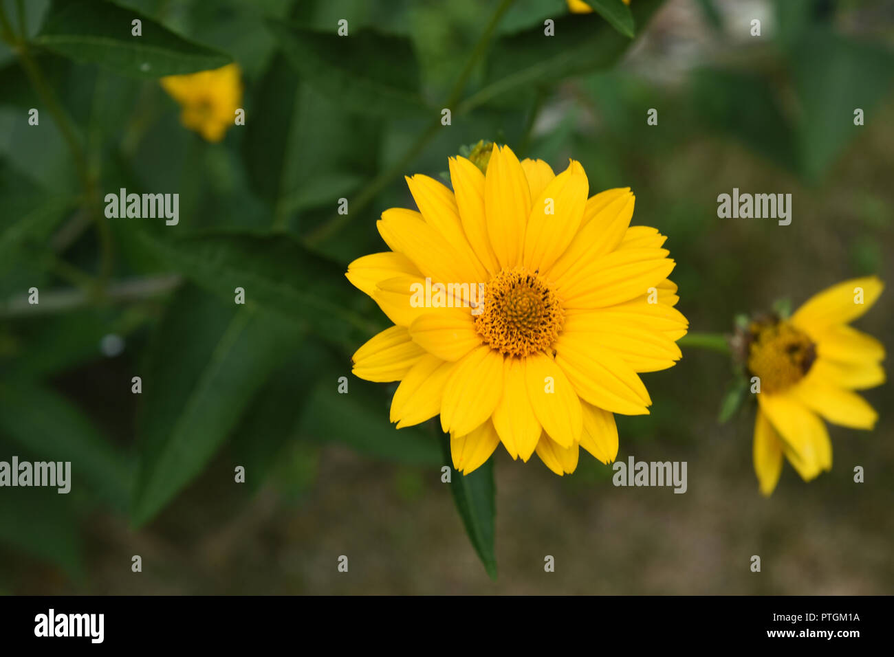 Garden with a flowering false sunflower up close Stock Photo - Alamy