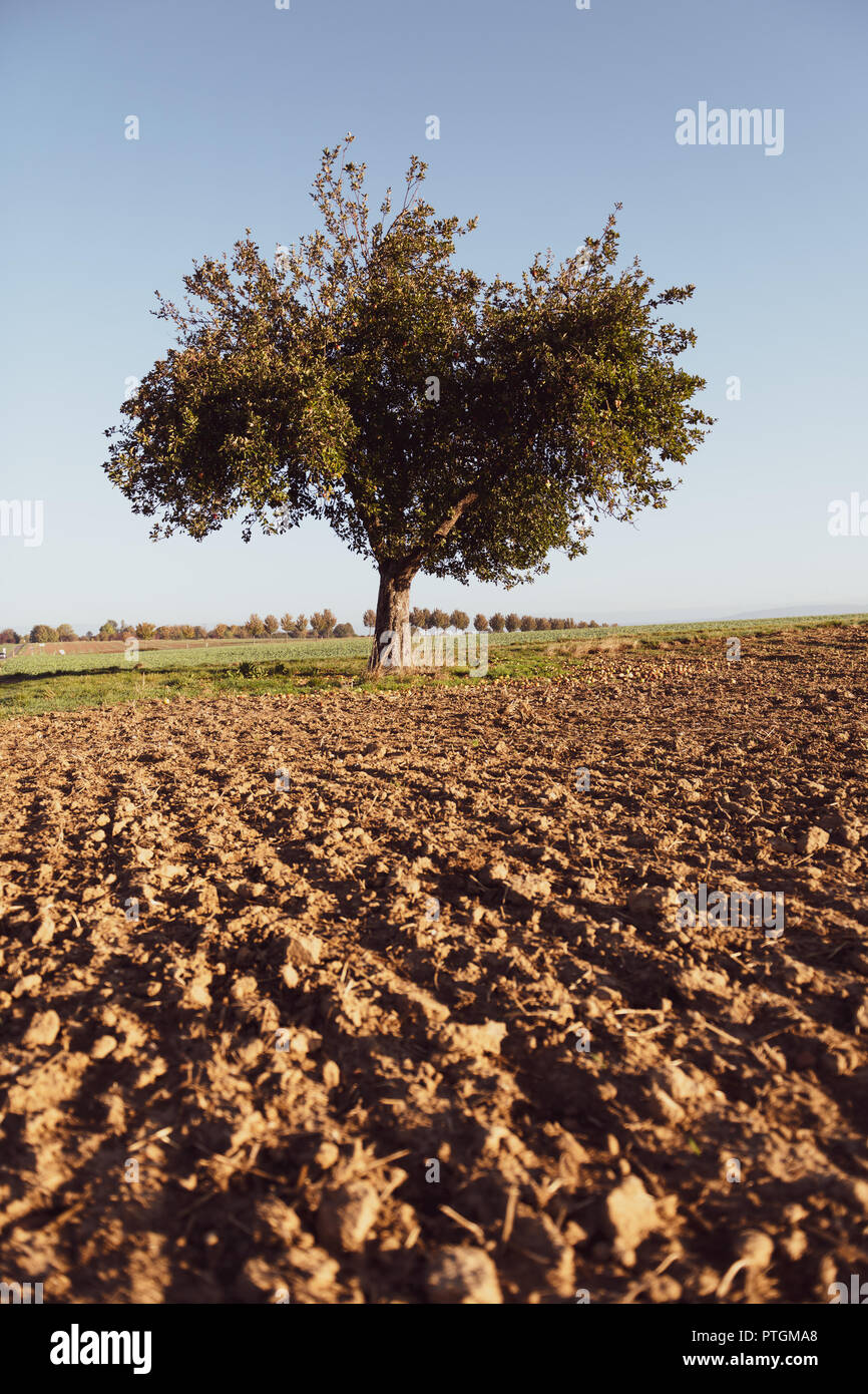 Apple tree in the fields with fallen apples Stock Photo - Alamy