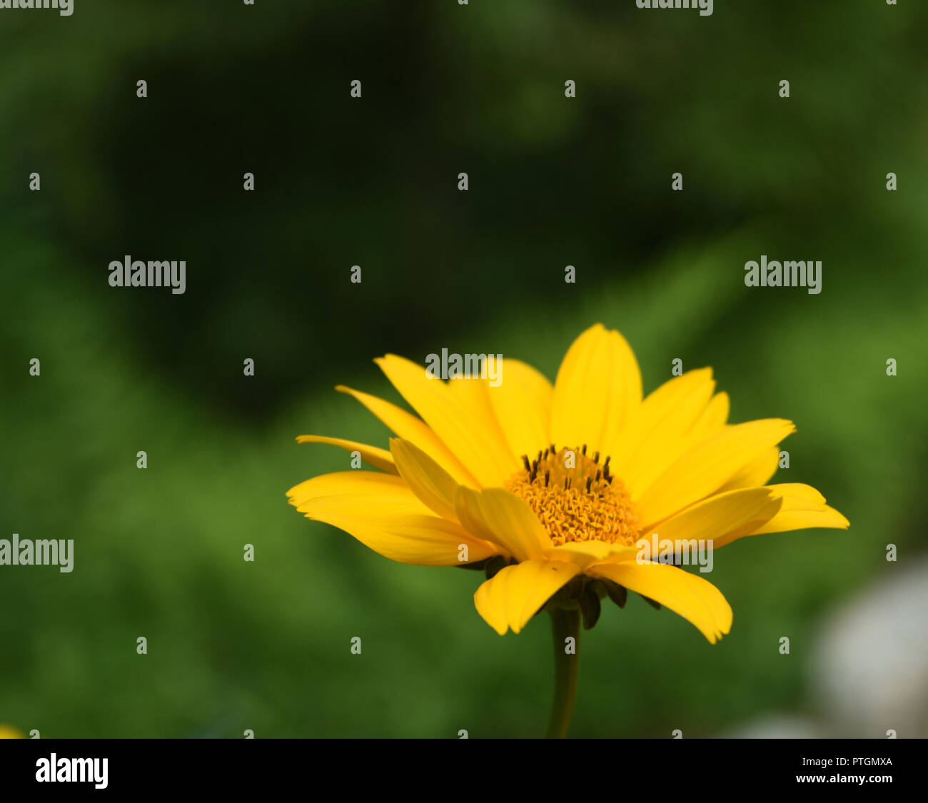 Flowering yellow heliopsis flower blossom in a garden Stock Photo - Alamy