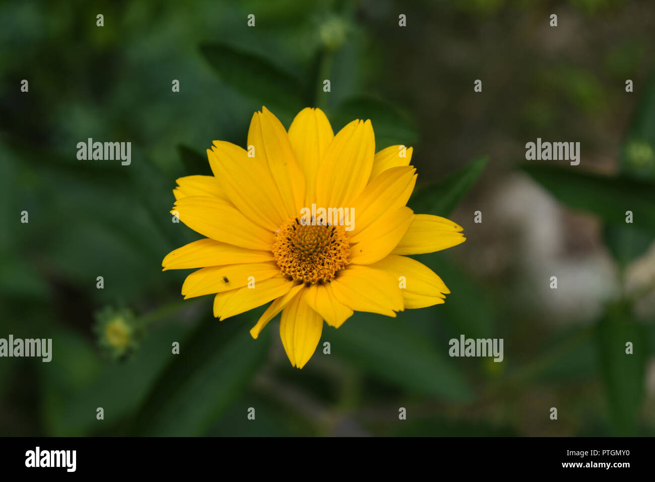 Garden with a lovely yellow heliopsis flower blossom Stock Photo - Alamy