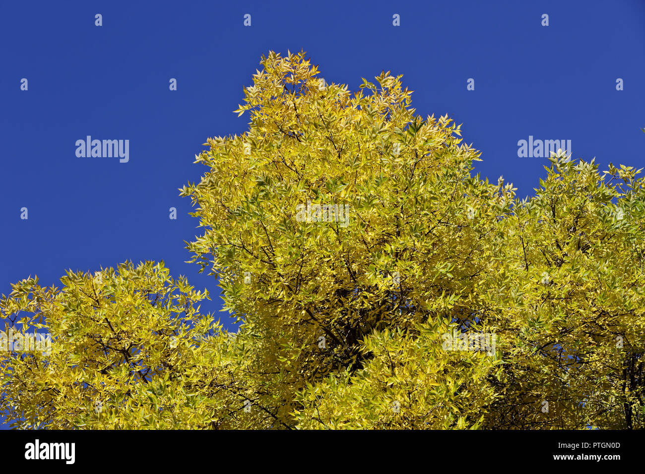 Yellow ash tree hi-res stock photography and images - Alamy