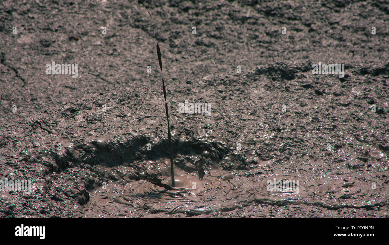 mud pool in Te Puia, New Zealand Stock Photo - Alamy
