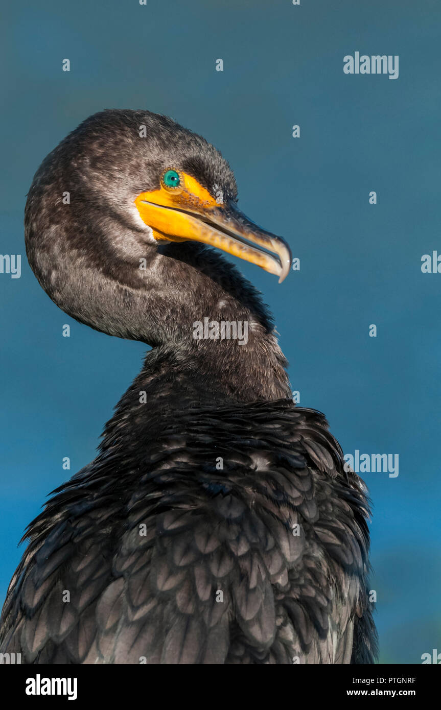 Cormorants Feet Stock Photos & Cormorants Feet Stock Images - Alamy