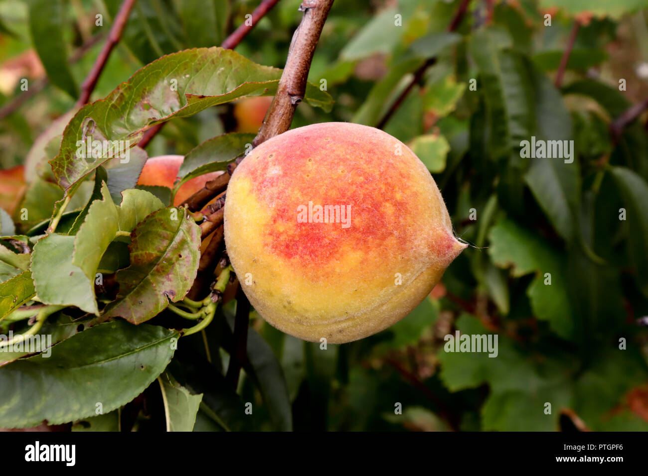 Fruits Garden High Resolution Stock Photography and Images - Alamy